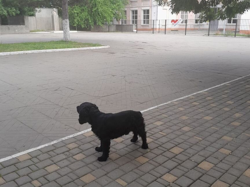 Русский спаниель вязка