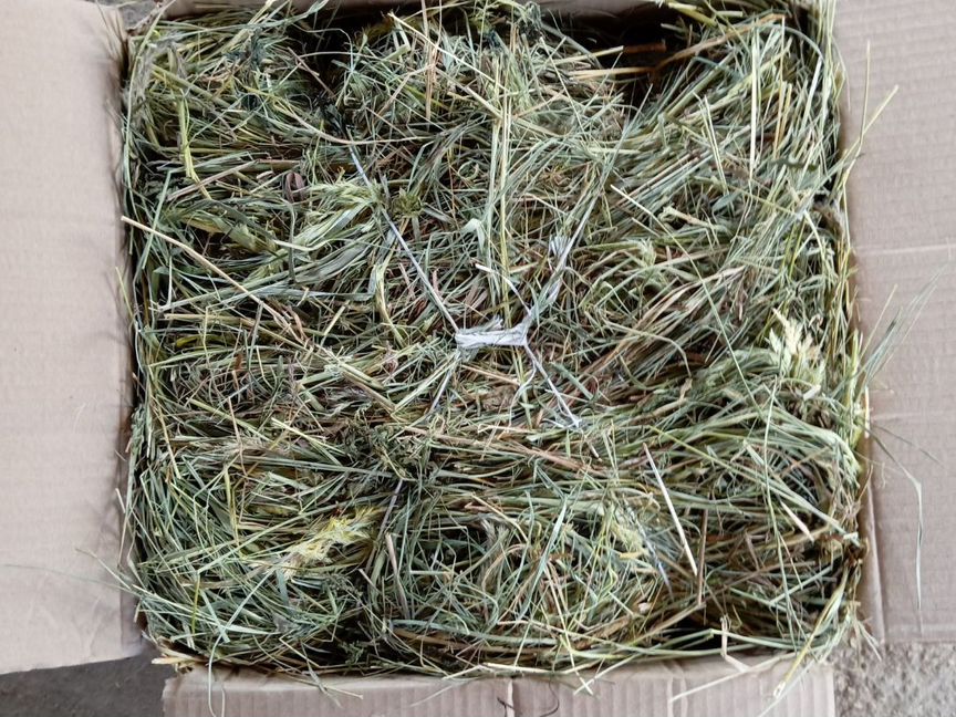 Сено в коробке 3 кг