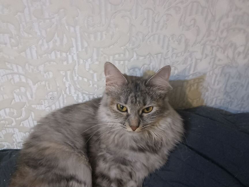 Кошка в дар бесплатно крысолов, 2 года, стерелизо
