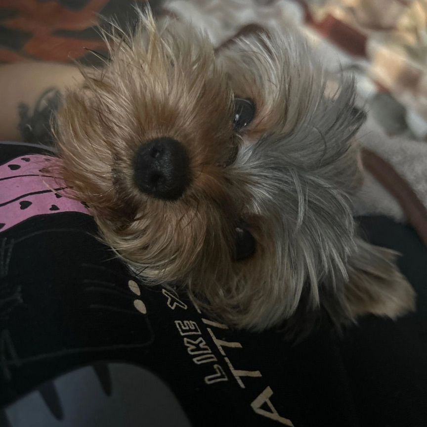 Йоркширский терьер