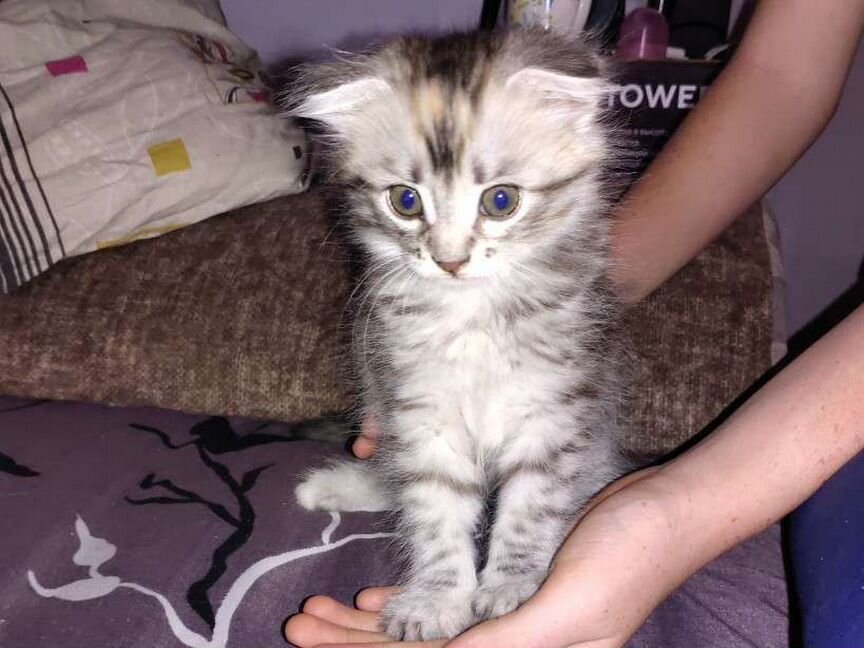 Кошки вислоухие метис