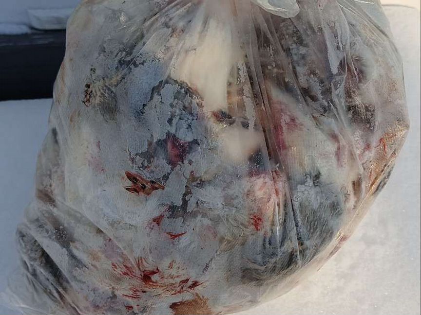 Головы перепелиные