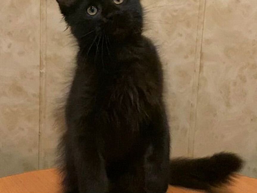 Мейн-кун черный солид