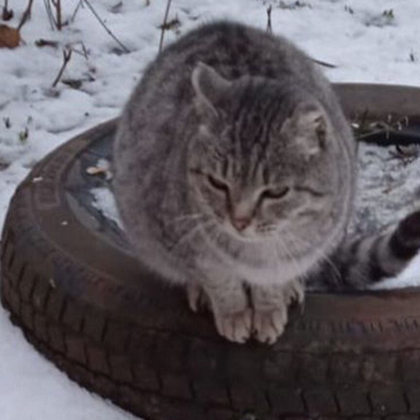 Взрослая кошка от частного владельца