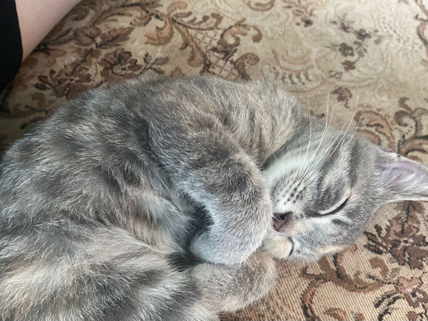 Котенок приученный к лотку