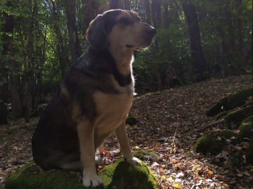 Красотка в добрые руки