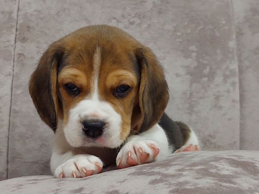 Щенки бигль