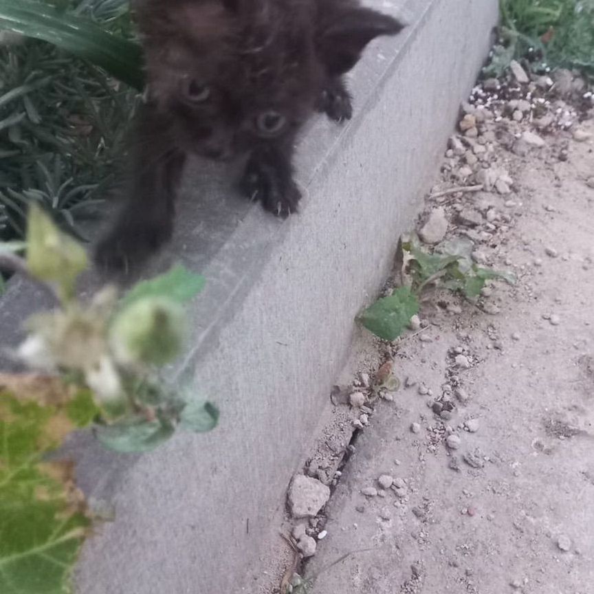 Котята
