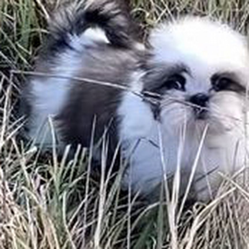 Шитцу мальчик