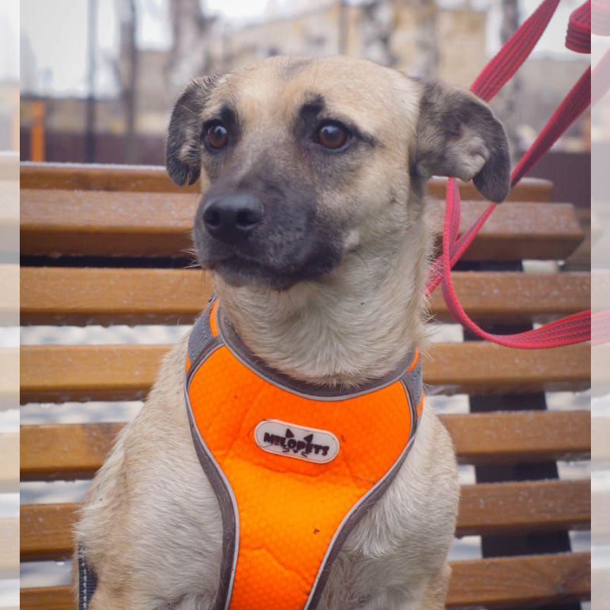 Взрослая собака в добрые руки