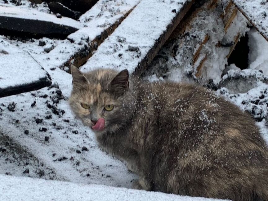 Кошечка у которой сгорел дом