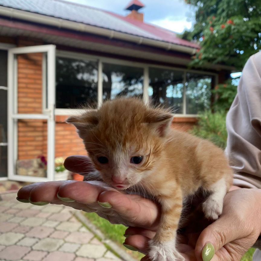 Отдам котят в добрые руки