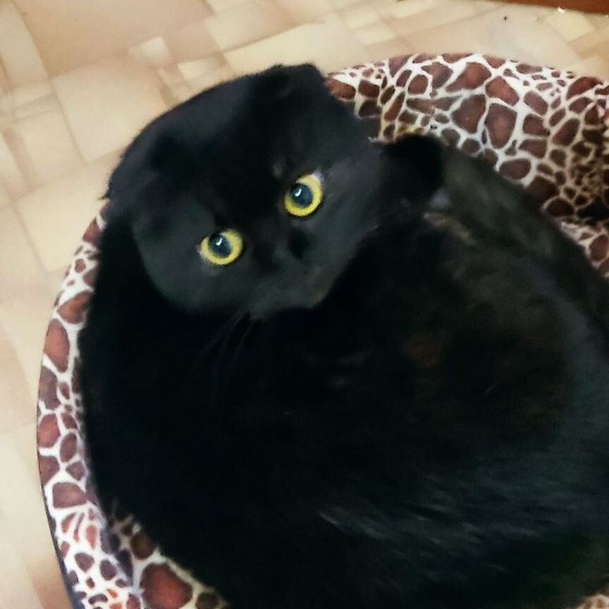 Британка с характером