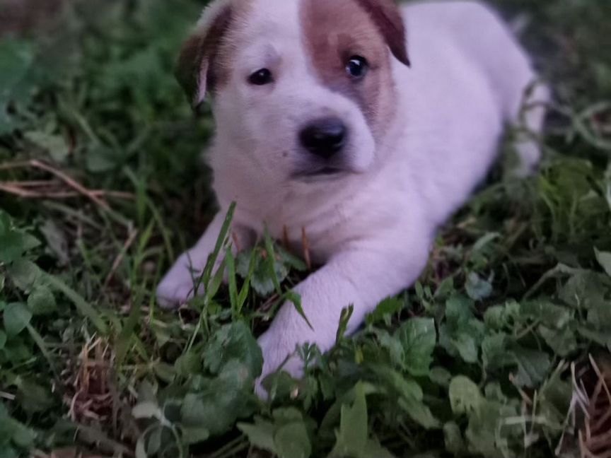 Нежный щеночек ищет добрые руки