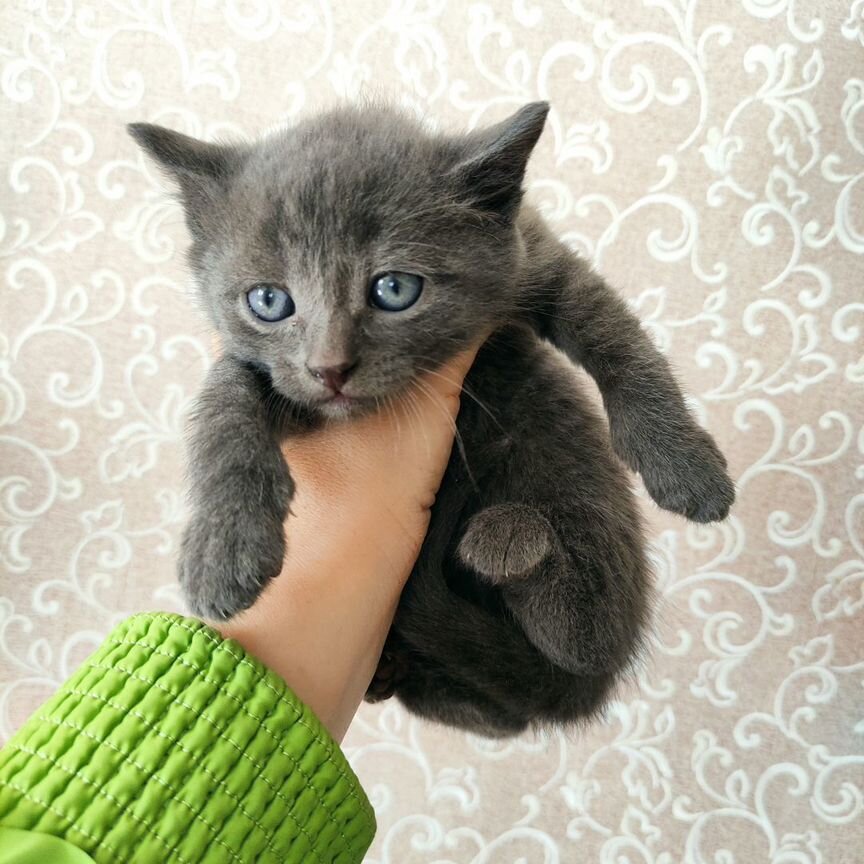 В добрые руки Дымок