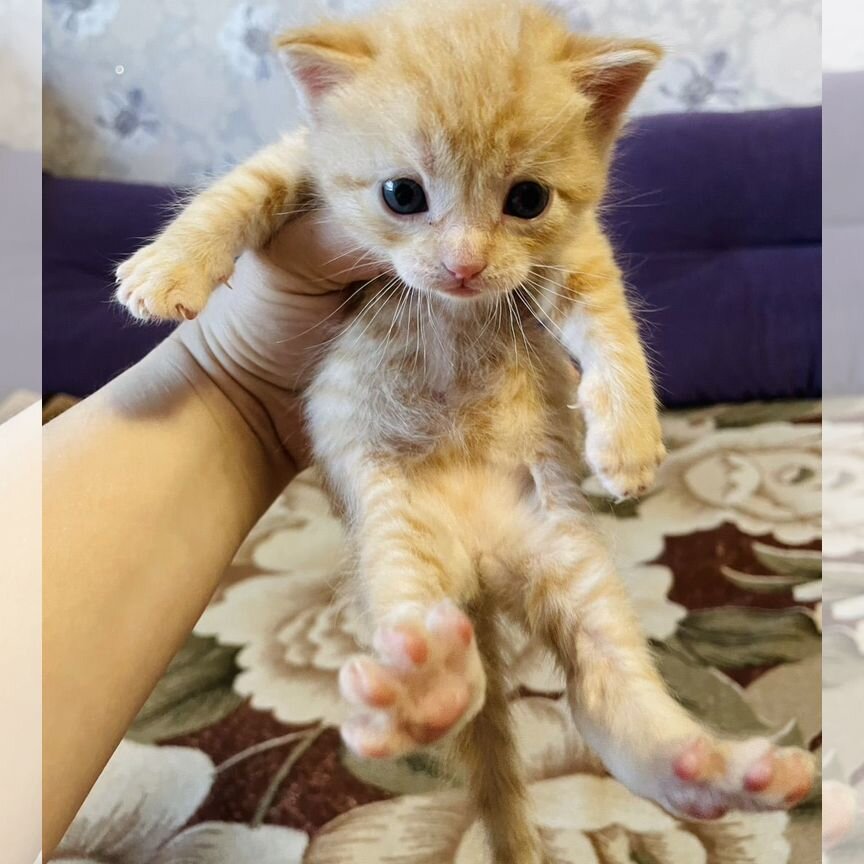 Котёнок в добрые руки