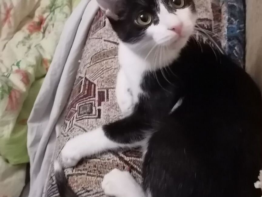 Котенок Александр