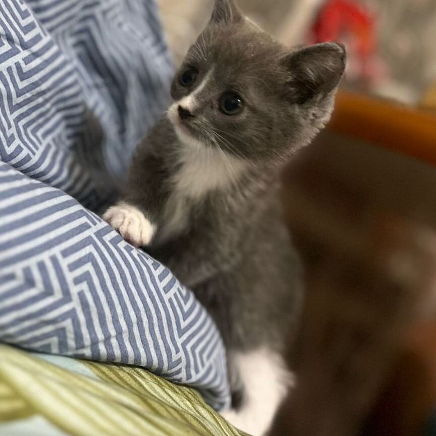 Британский короткошёрстный котёнок