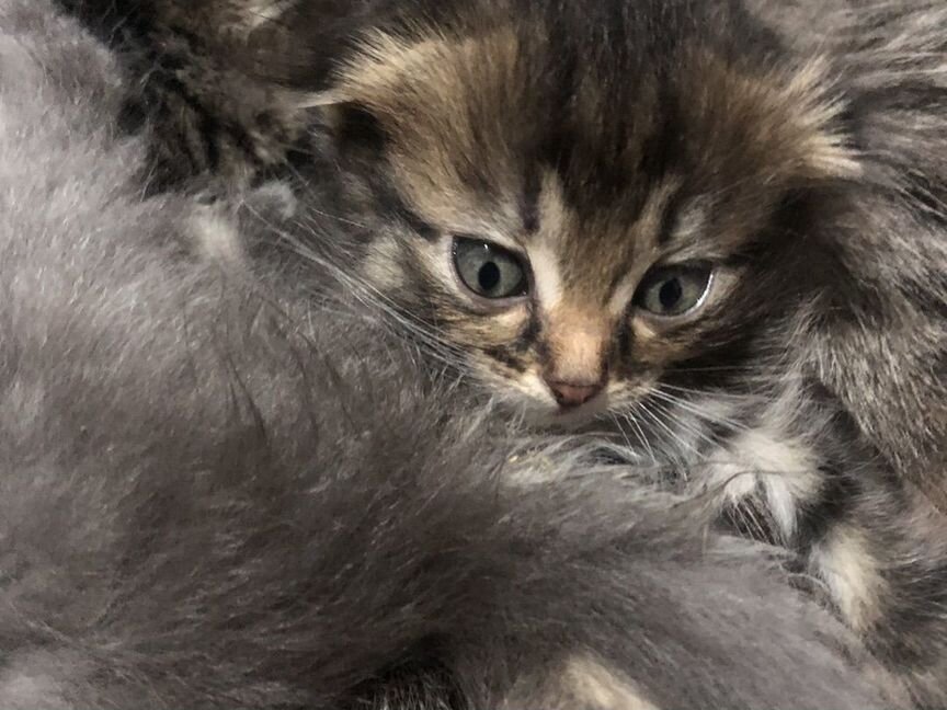 Котята в добрые руки