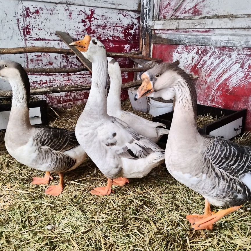 Продам годовалую семью гусей