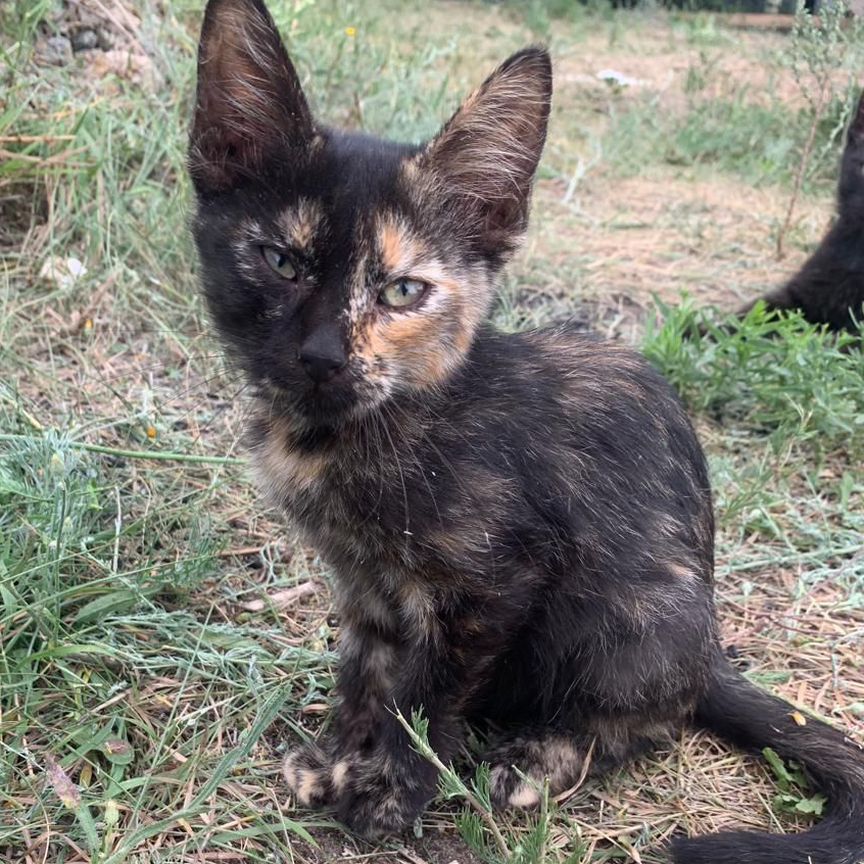 Отдать в дар котят