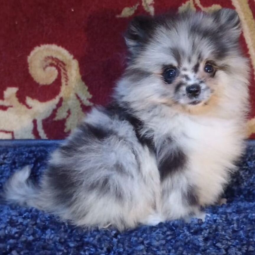 Померанский шпиц, щенок