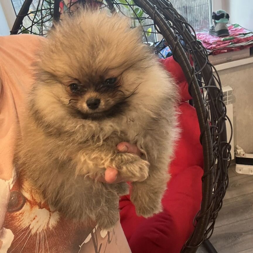 Померанский шпиц, щенок