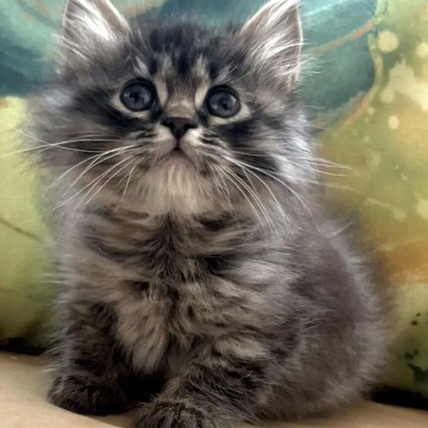 Сибирский котёнок