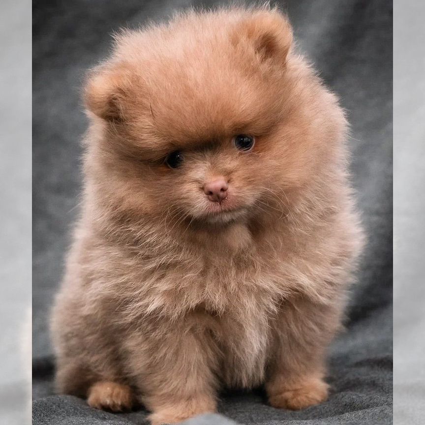 Померанский шпиц, щенок