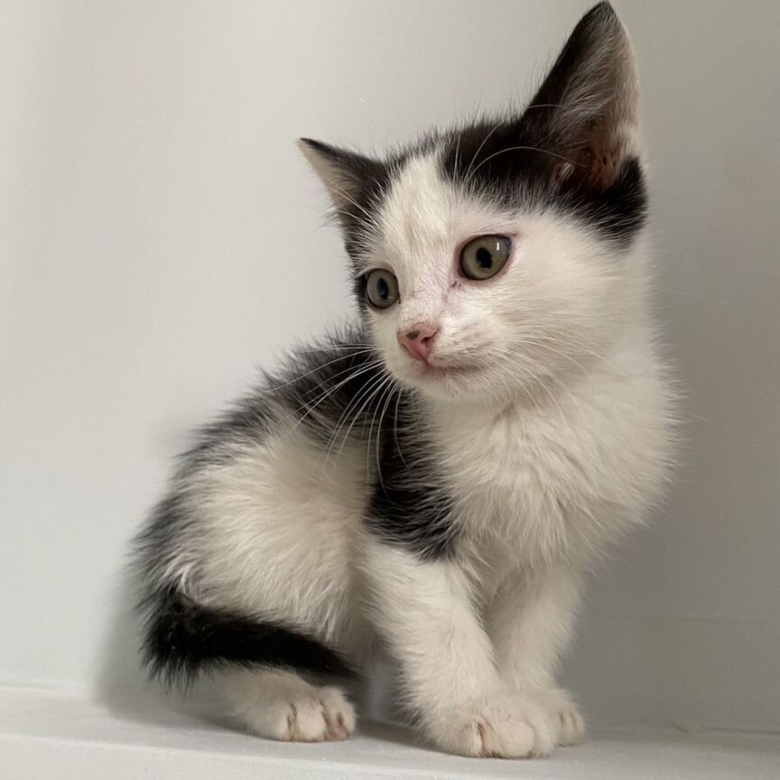 Котята в добрые руки 1 месяц