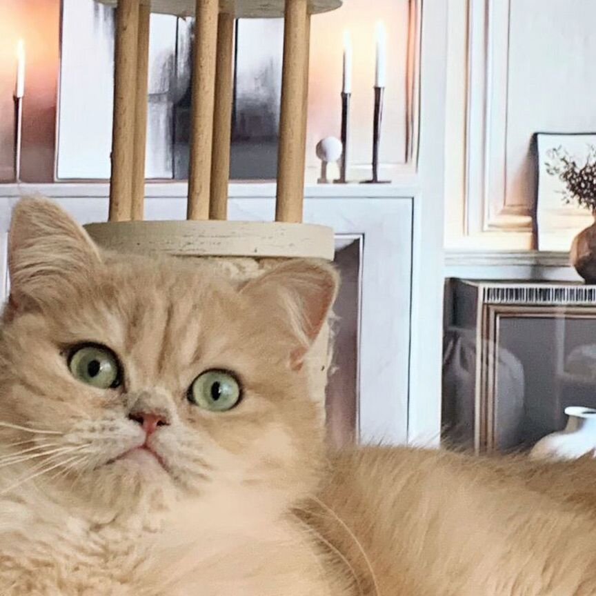 Котик в заботливые ручки