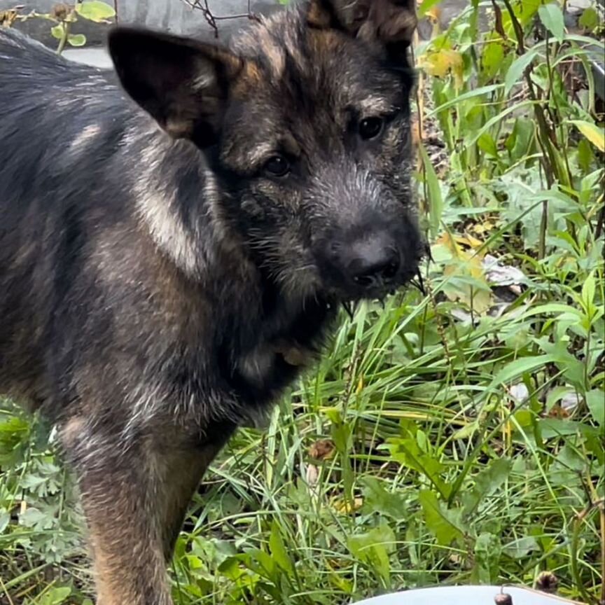 Тери ищет дом