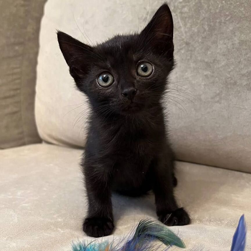 Котёнок Гав ищет дом