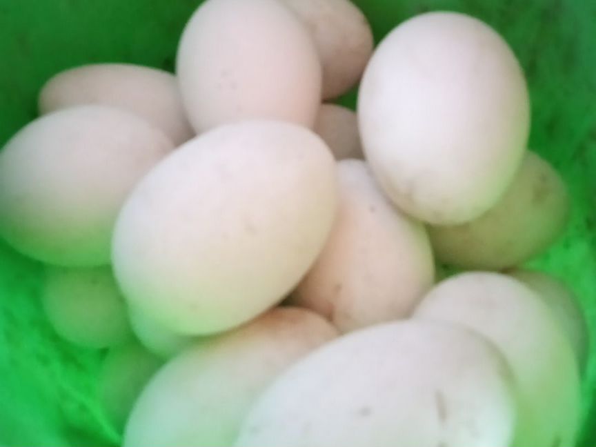 Яйца гусиные домашние