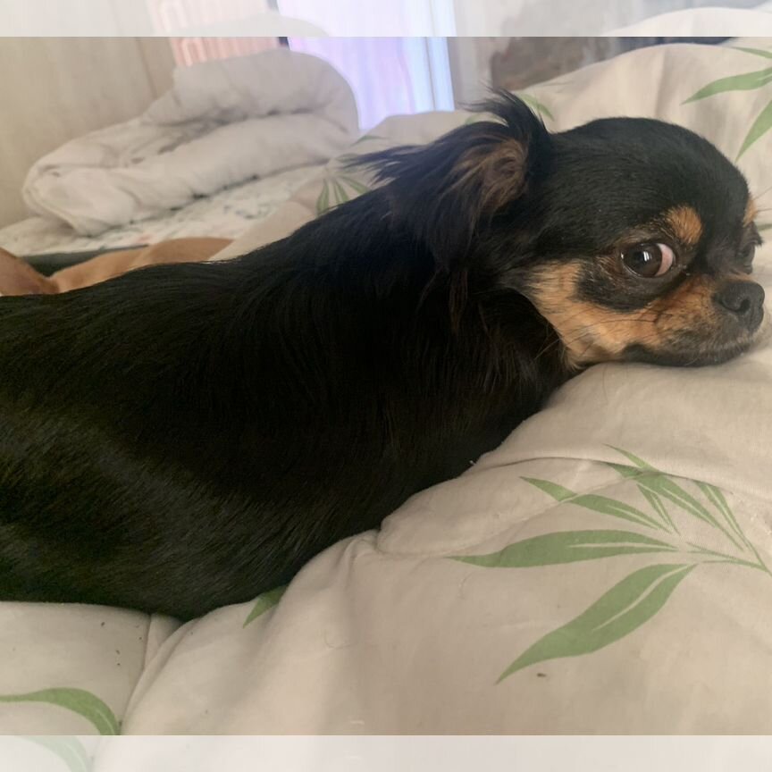 Чихуахуа, щенок