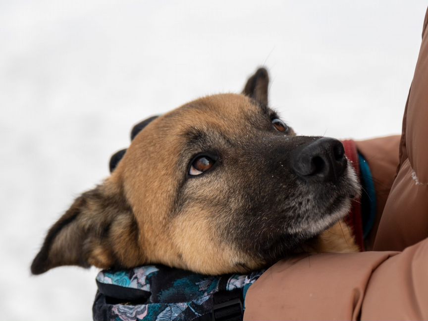 Нежный Тоби заглядывает в глаза и умоляет спасти
