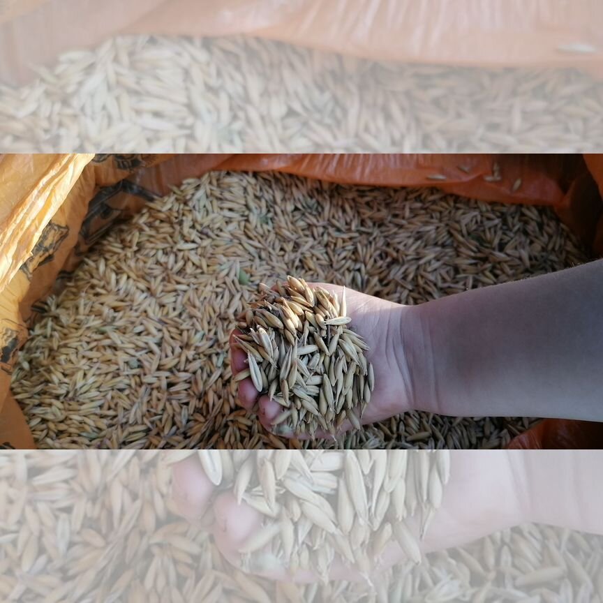 Зерно овес