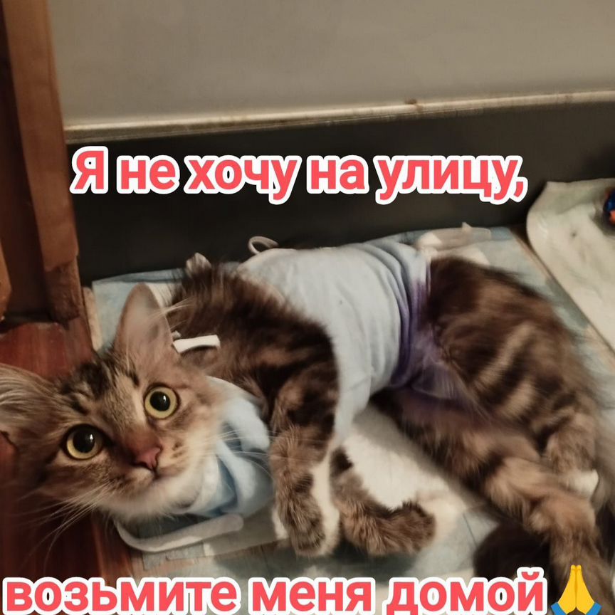 Кошка в беде, спасите