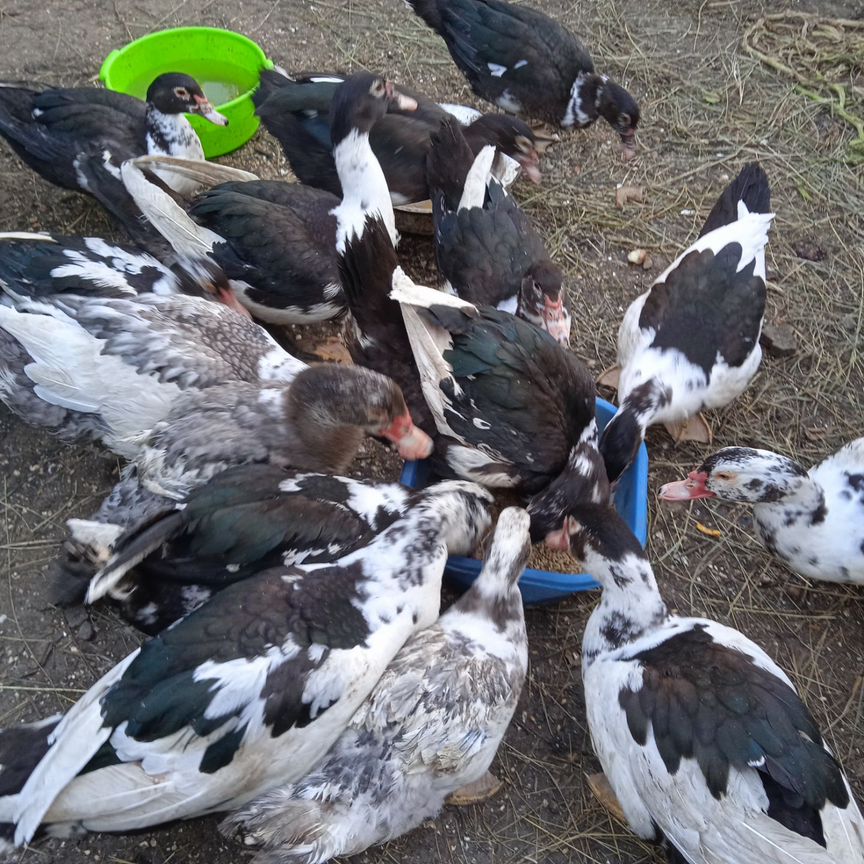 Мускусные утки