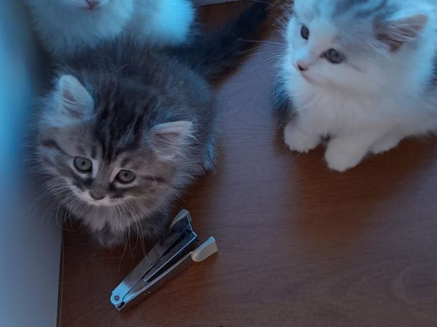 Кошка