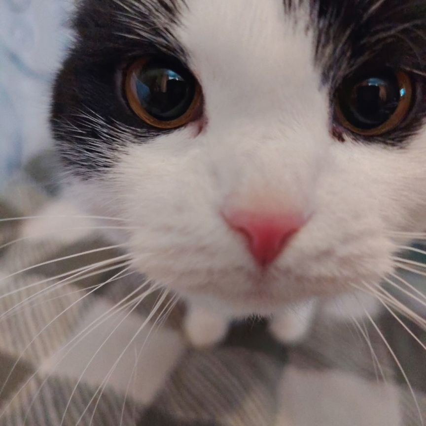 Взрослая, кошка в добрые руки