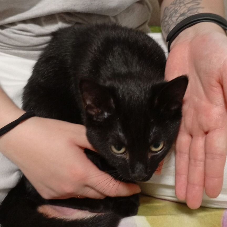 Отдам кошечку в добрые руки