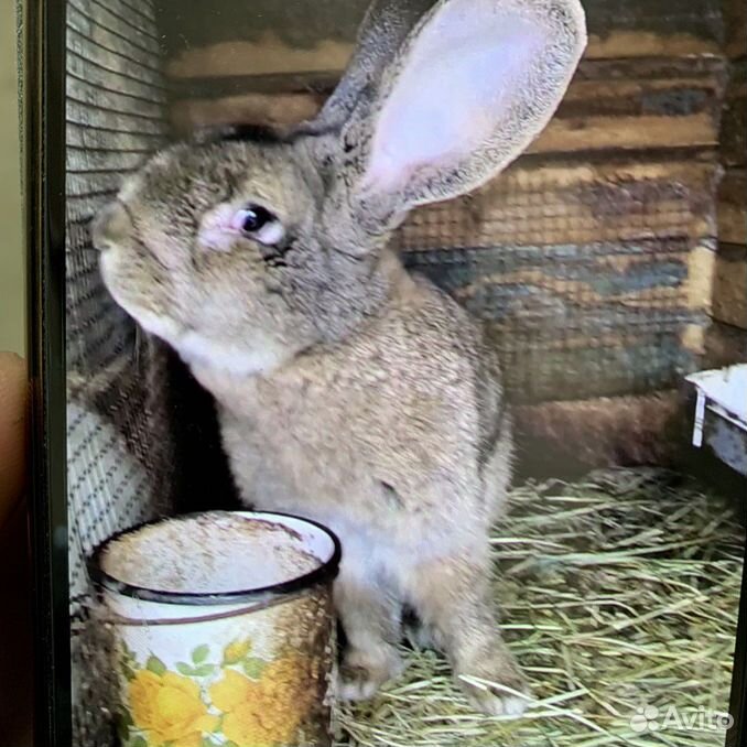 Обменяю самца на племя