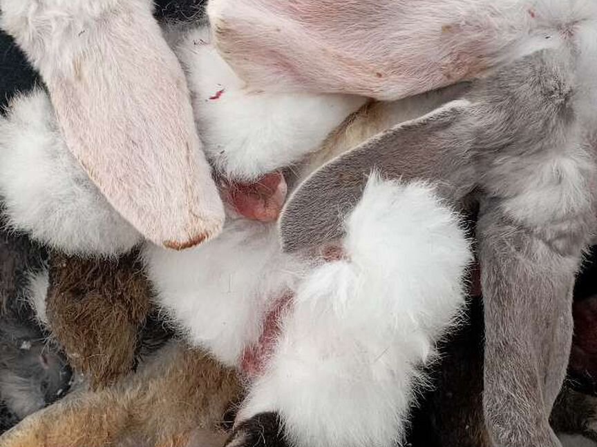 Корма для животных