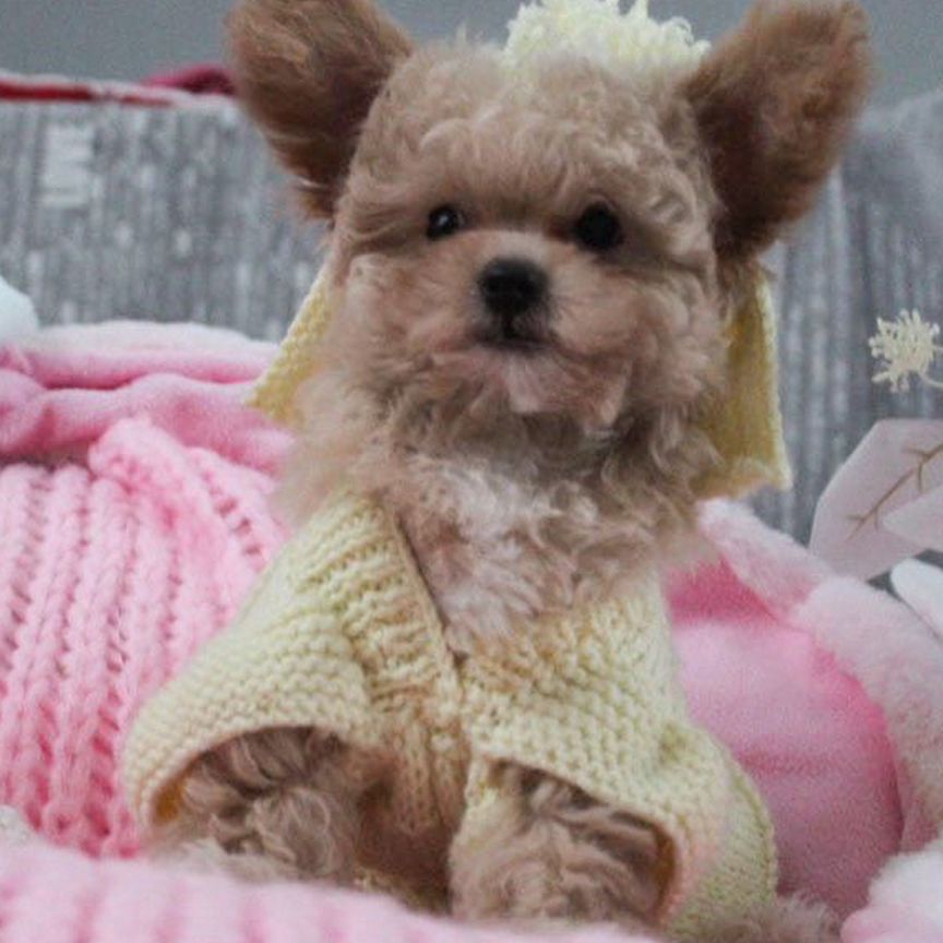 Мальтипу, щенок