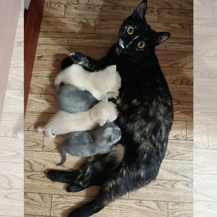 Котёнок в добрые руки