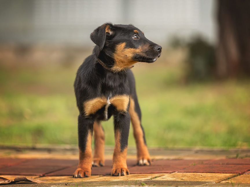 Щенки в добрые руки
