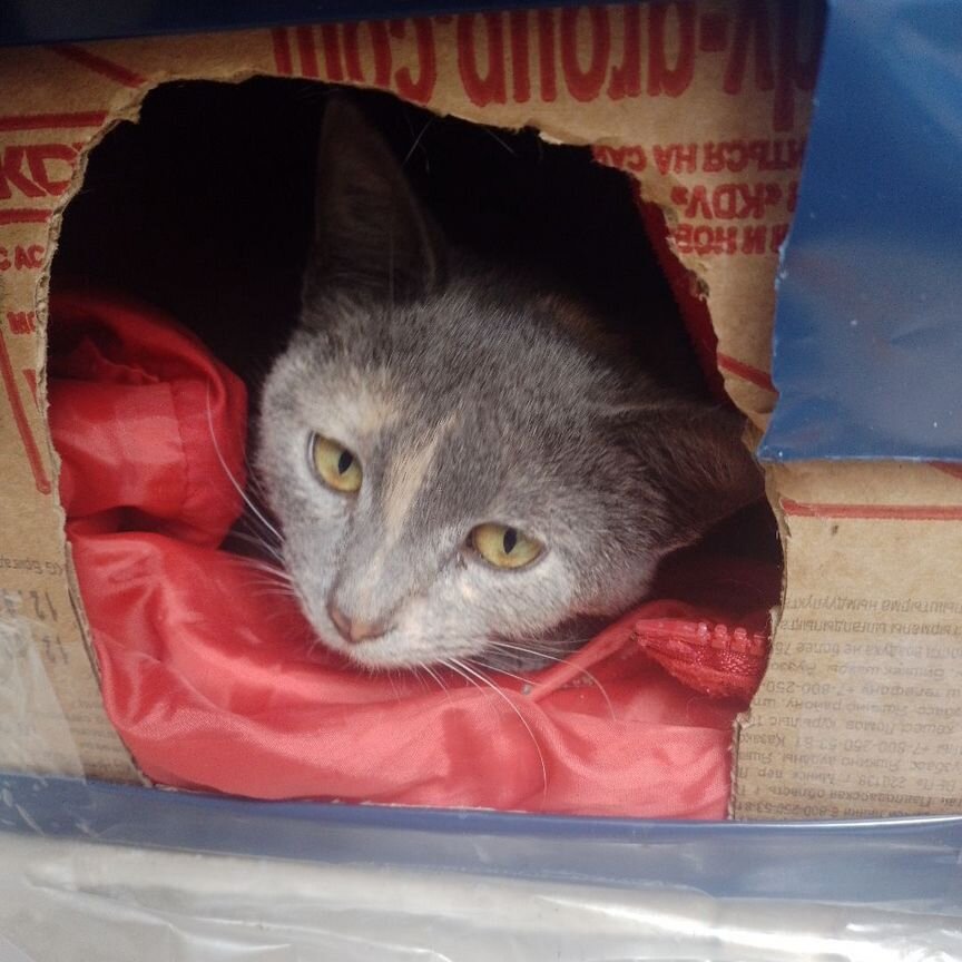 Кошка и кот спасти с улицы