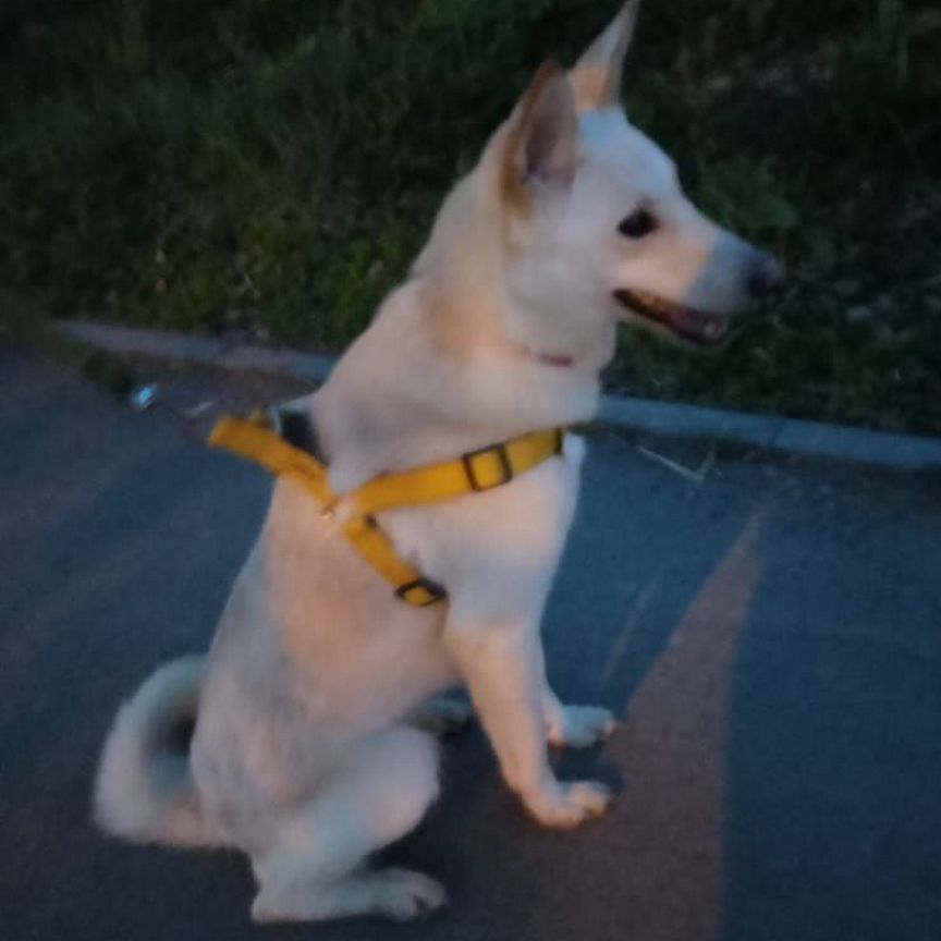 Собака в добрые руки