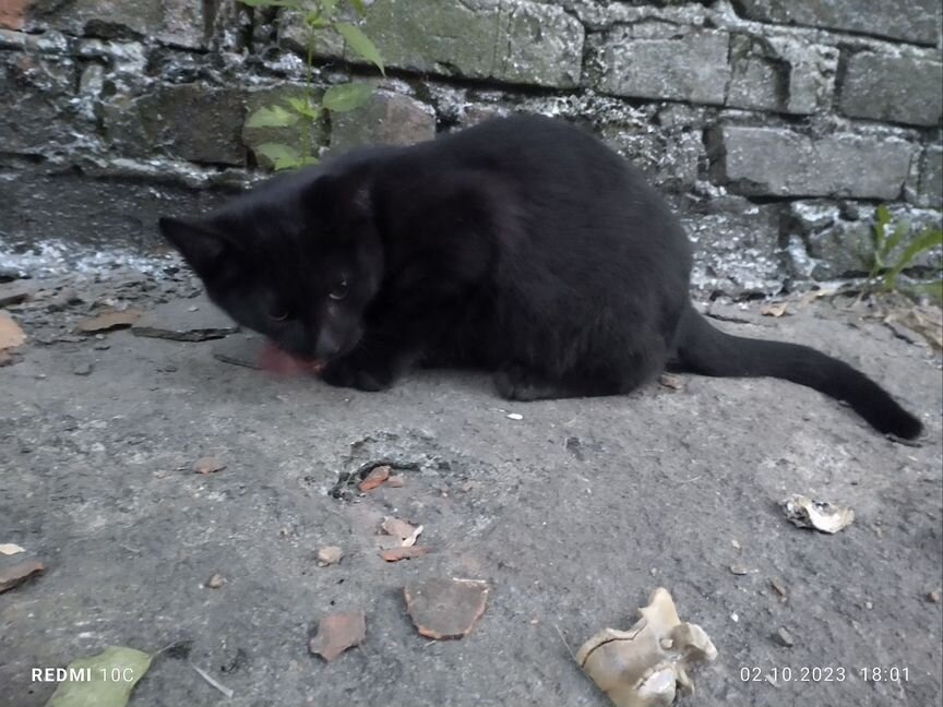 Котята в добрые руки бесплатно